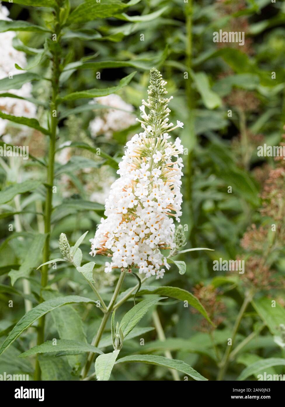 BUDDLEIA DAVIDII WHITE Stock Photo - Alamy