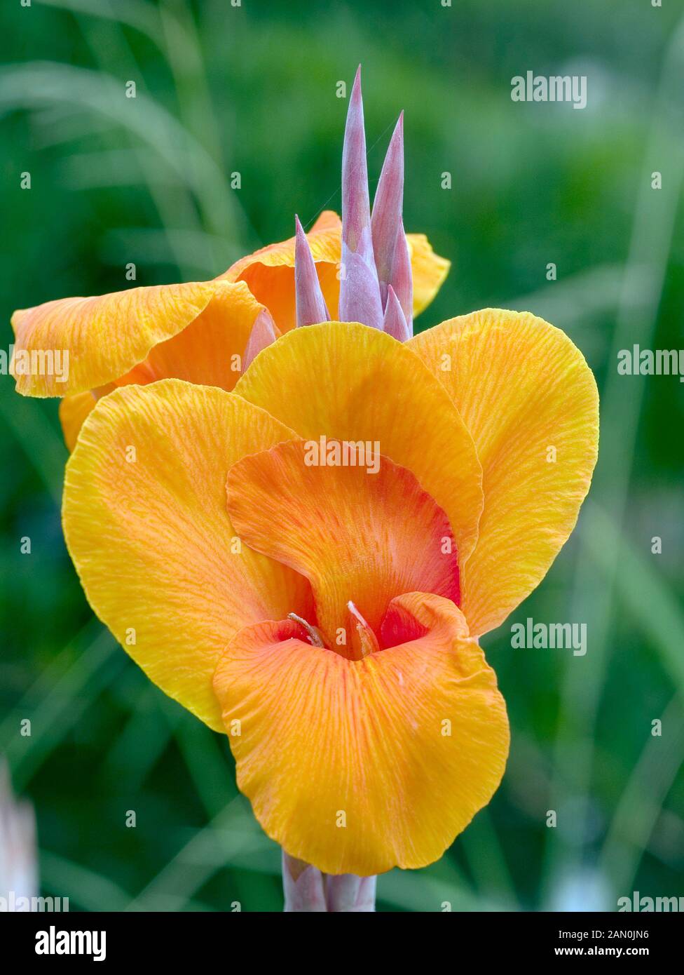 CANNA PRETORIA BENGAL TIGER Stock Photo - Alamy