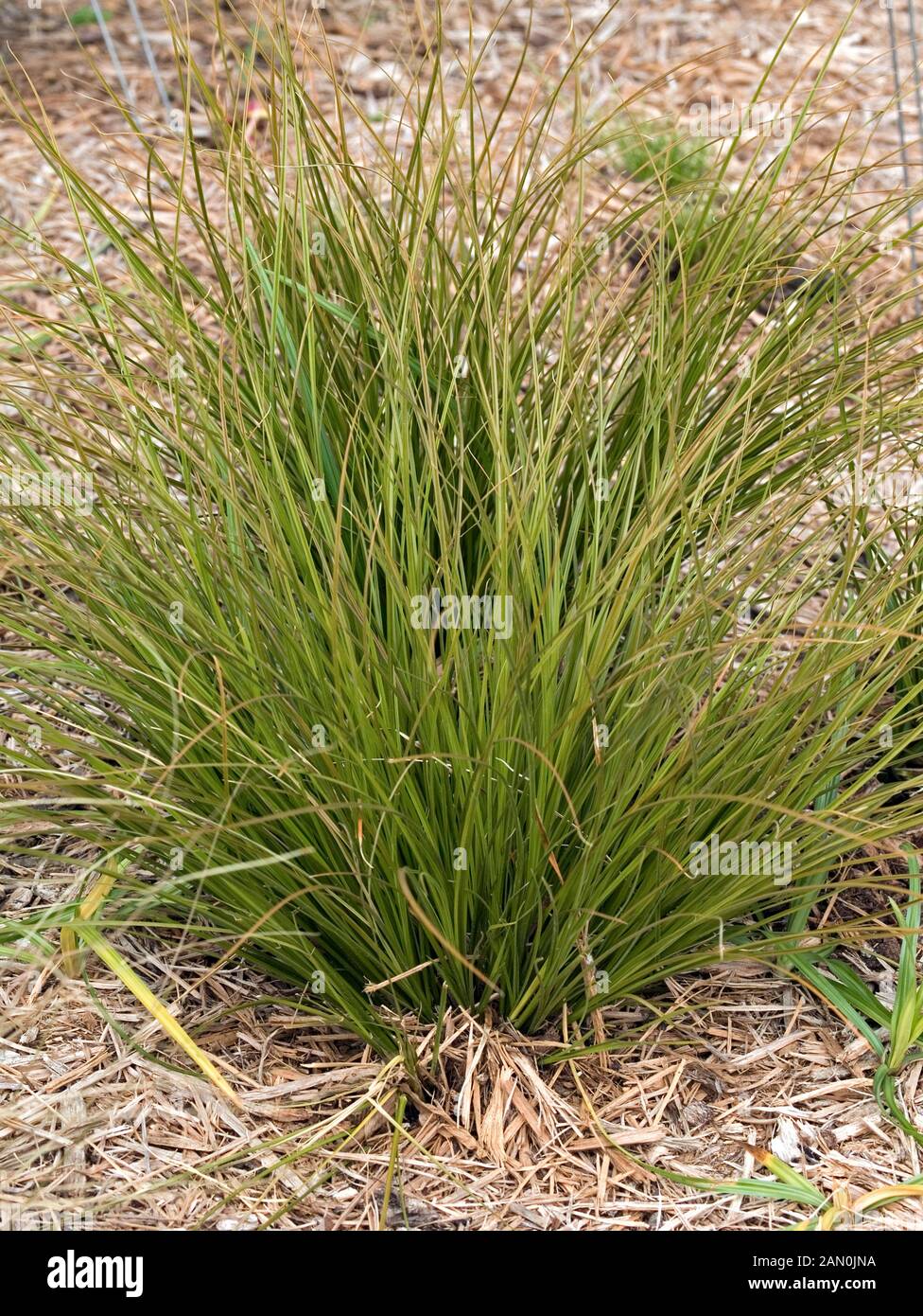 Carex Prairie Fire