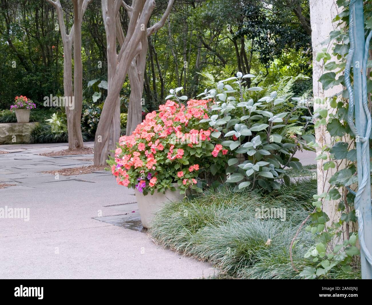 Impatien High Resolution Stock Photography and Images - Alamy