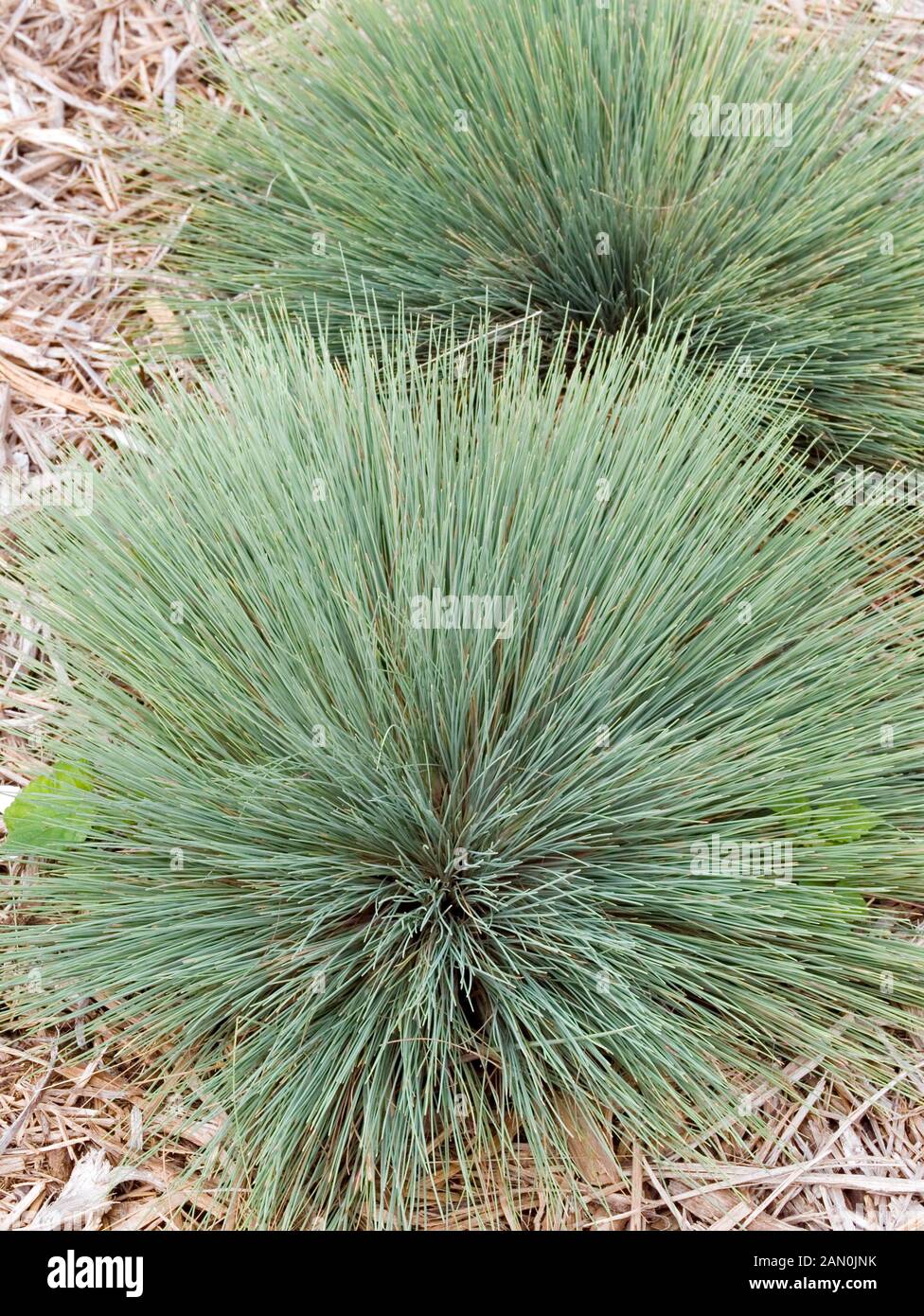 Spiky blue hi-res stock photography and images - Alamy