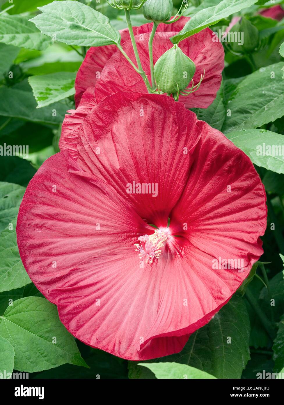HIBISCUS MOSCHEUTOS LUNA RED Stock Photo - Alamy