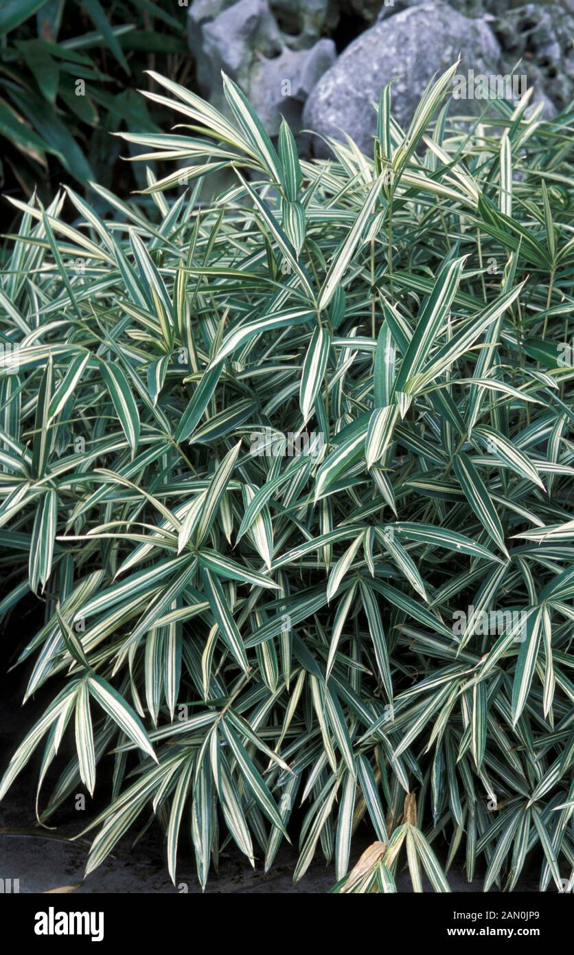 Pleioblastus variegatus bamboo hi-res stock photography and images - Alamy