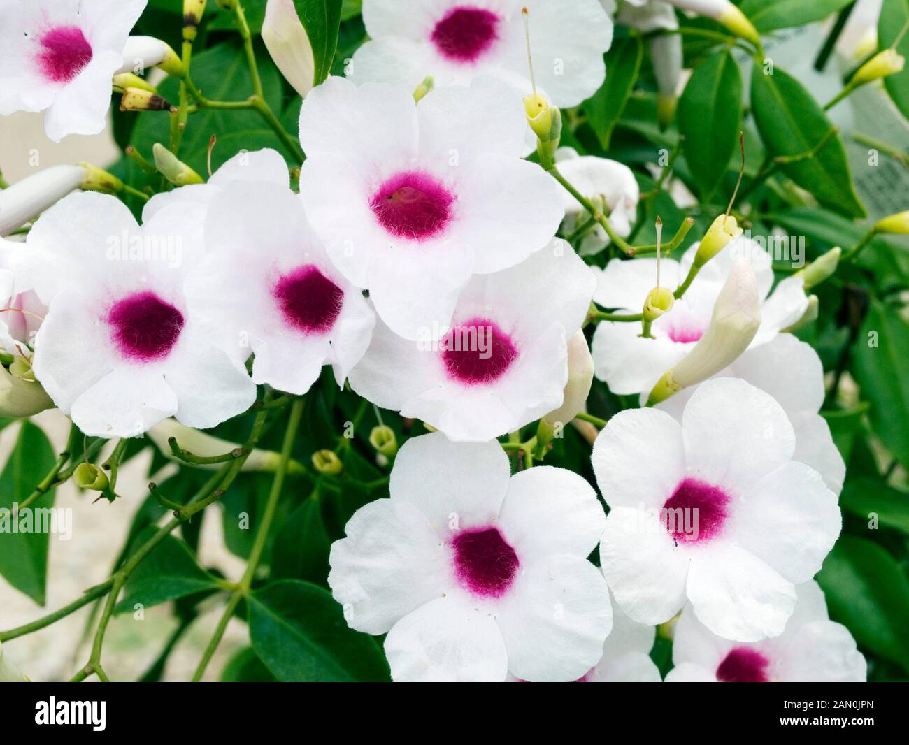 Pandorea jasminoides hi-res stock photography and images - Alamy