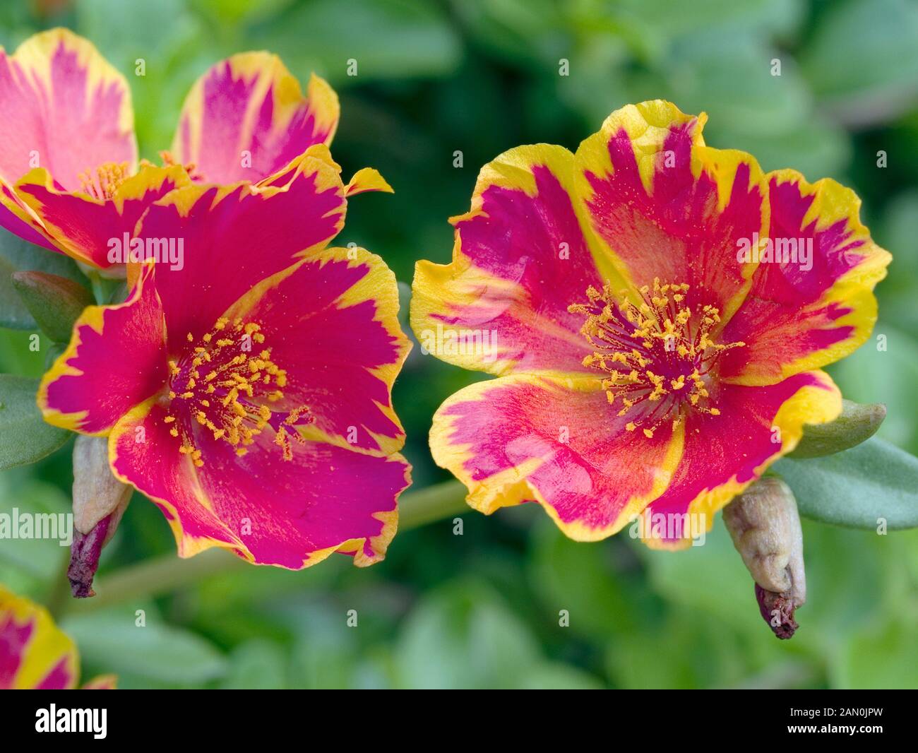Portulaca oleracea yellow hi-res stock photography and images - Alamy