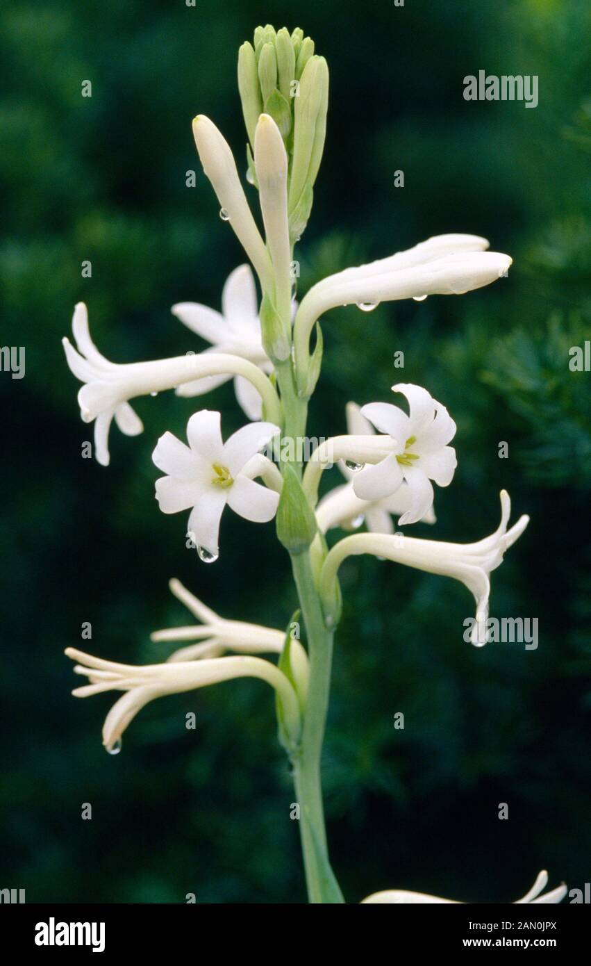 Polianthes tuberosa hi-res stock photography and images - Alamy