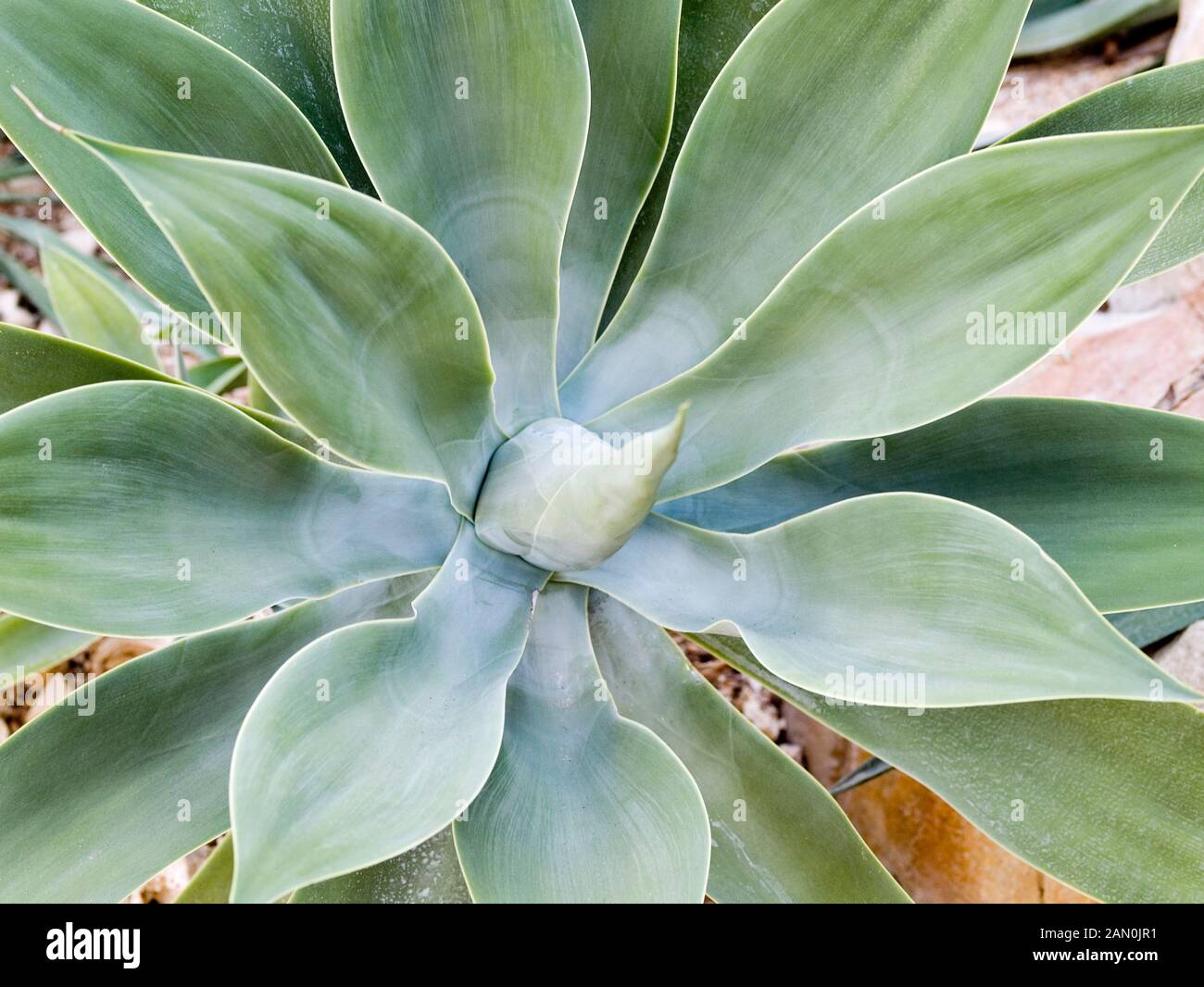 Swans neck agave agave attenuata hi-res stock photography and images ...