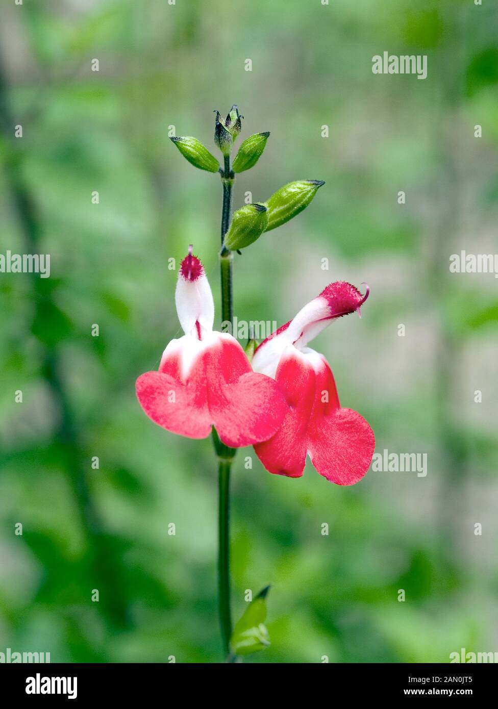 Salvia microphylla hot lips hi-res stock photography and images - Alamy