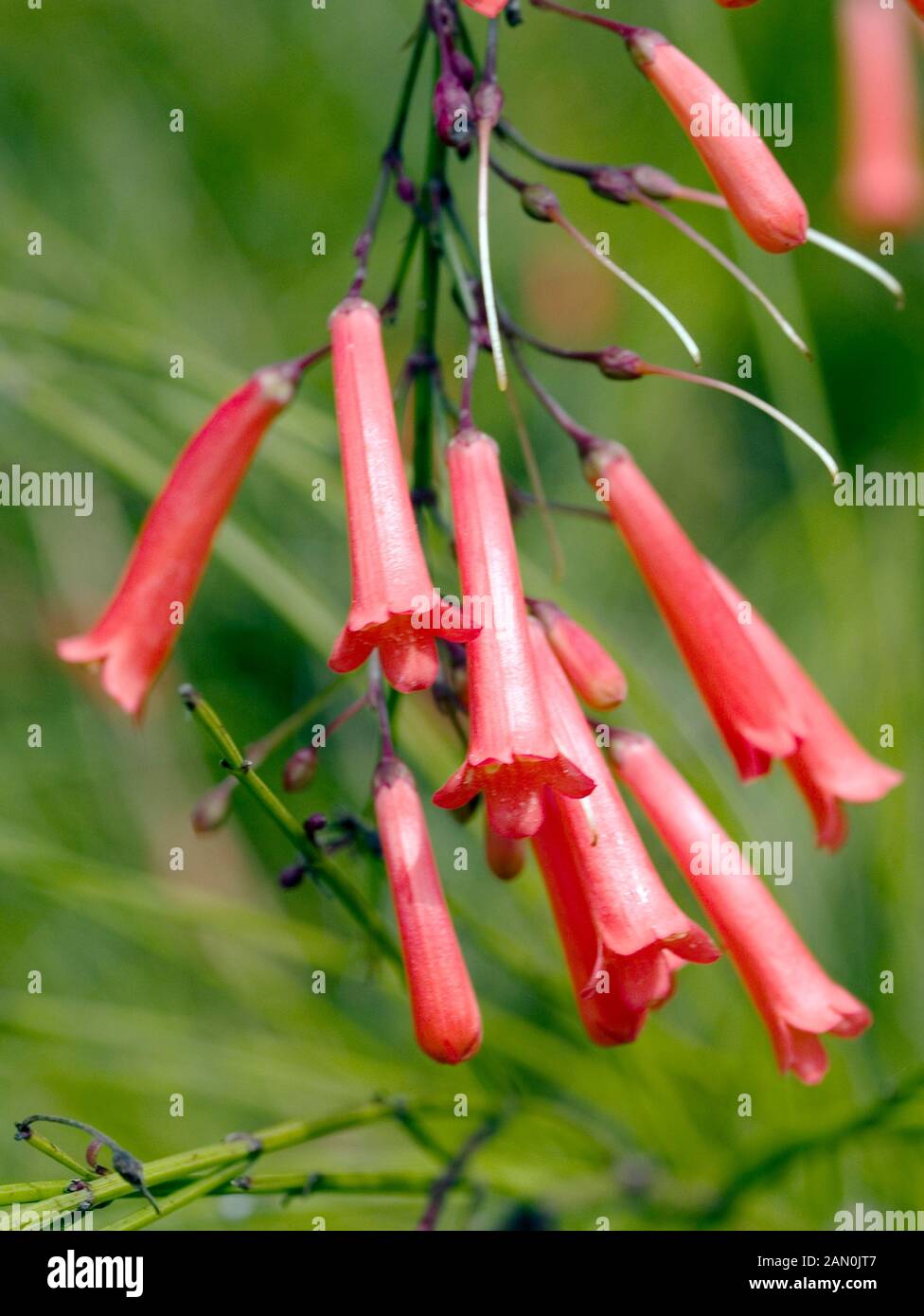 RUSSELIA EQUISETIFORMIS FIRECRACKER PLANT Stock Photo - Alamy