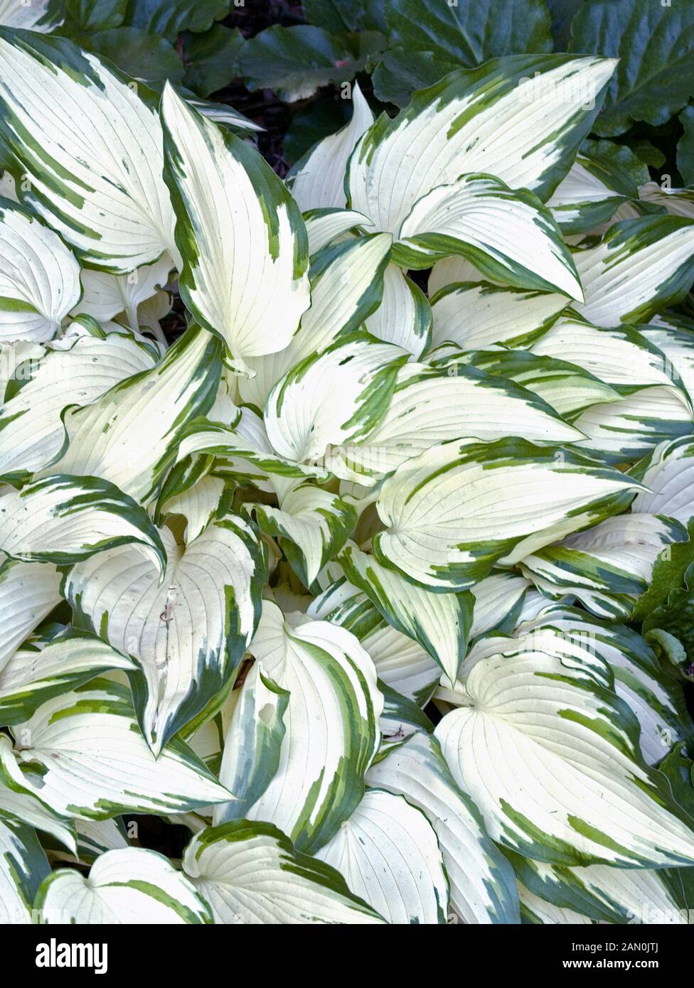 Hosta white christmas hi-res stock photography and images - Alamy