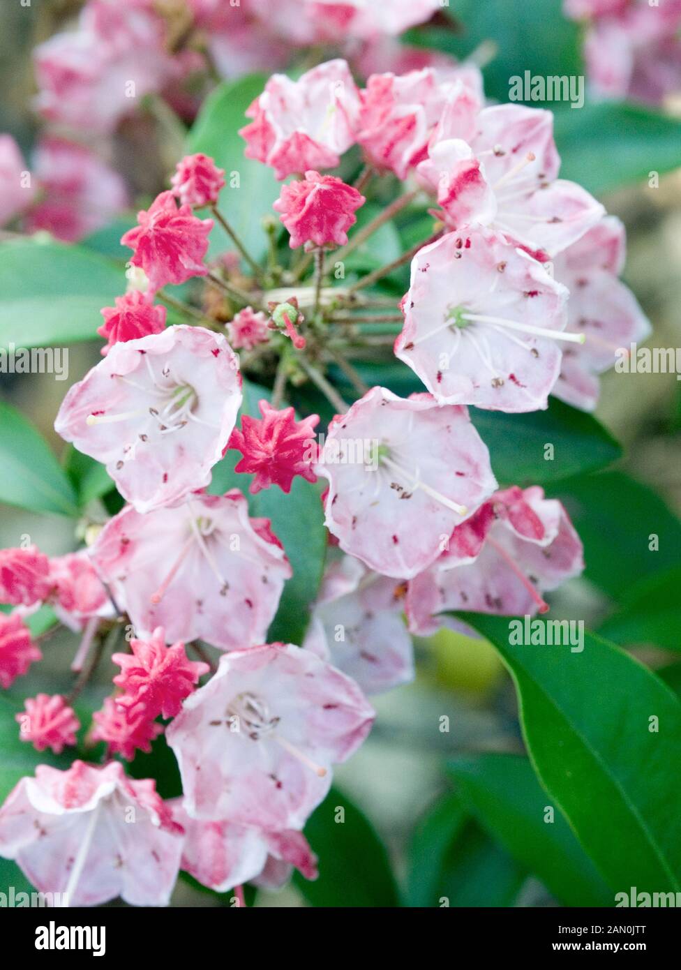 Kalmia latifolia hi-res stock photography and images - Alamy