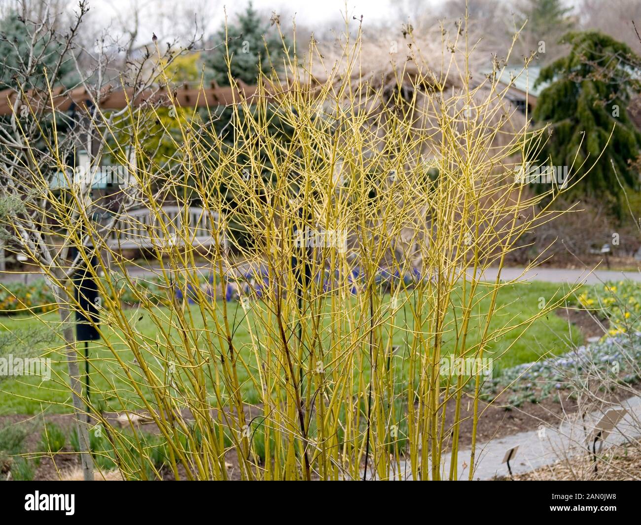 Cornus stolonifera hi-res stock photography and images - Alamy