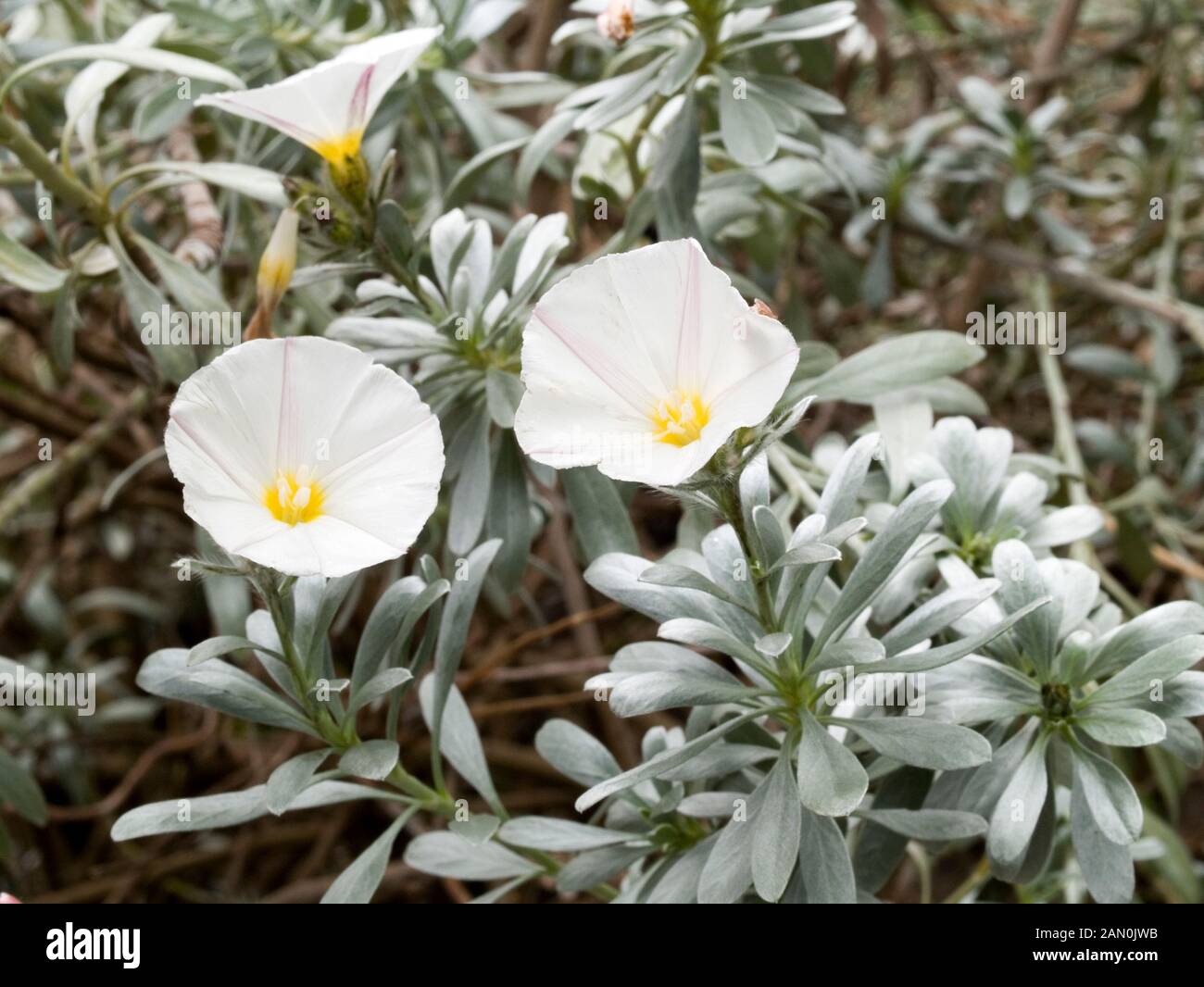 Convolvulus Cneorum High Resolution Stock Photography and Images - Alamy
