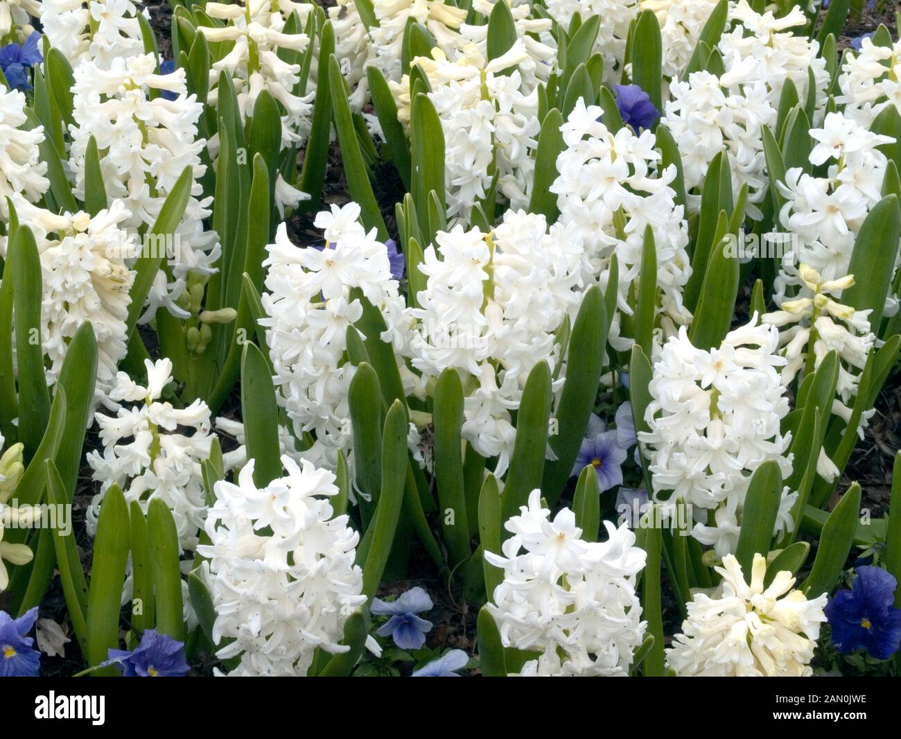 HYACINTHUS ORIENTALIS AIOLOS Stock Photo - Alamy