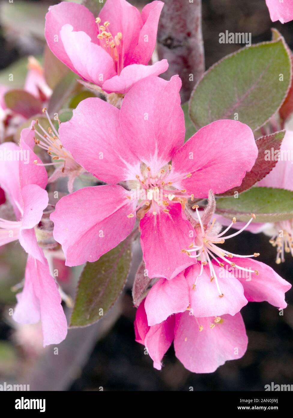 Malus maypole hi-res stock photography and images - Alamy