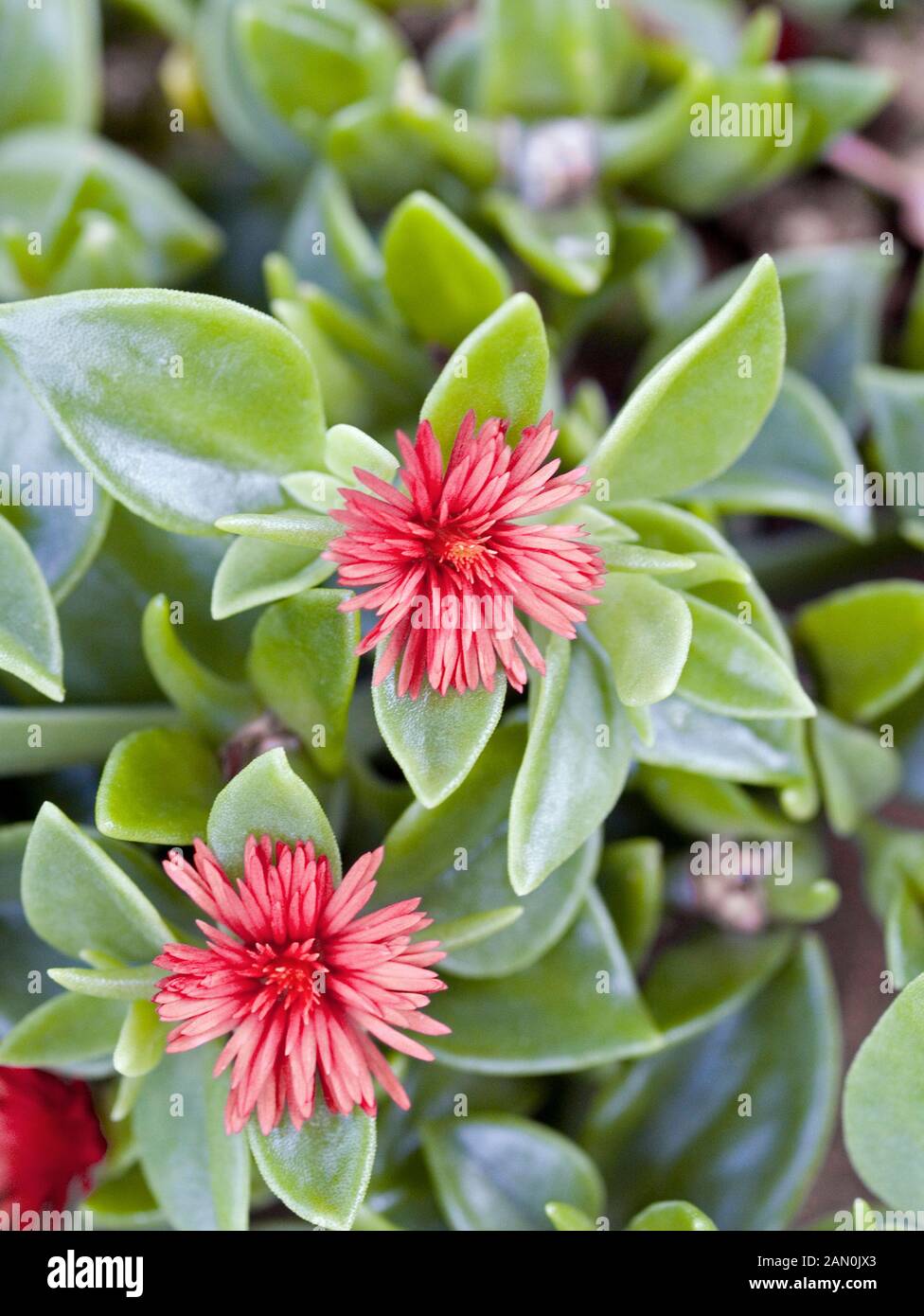 Aptenia cordifolia hi-res stock photography and images - Alamy