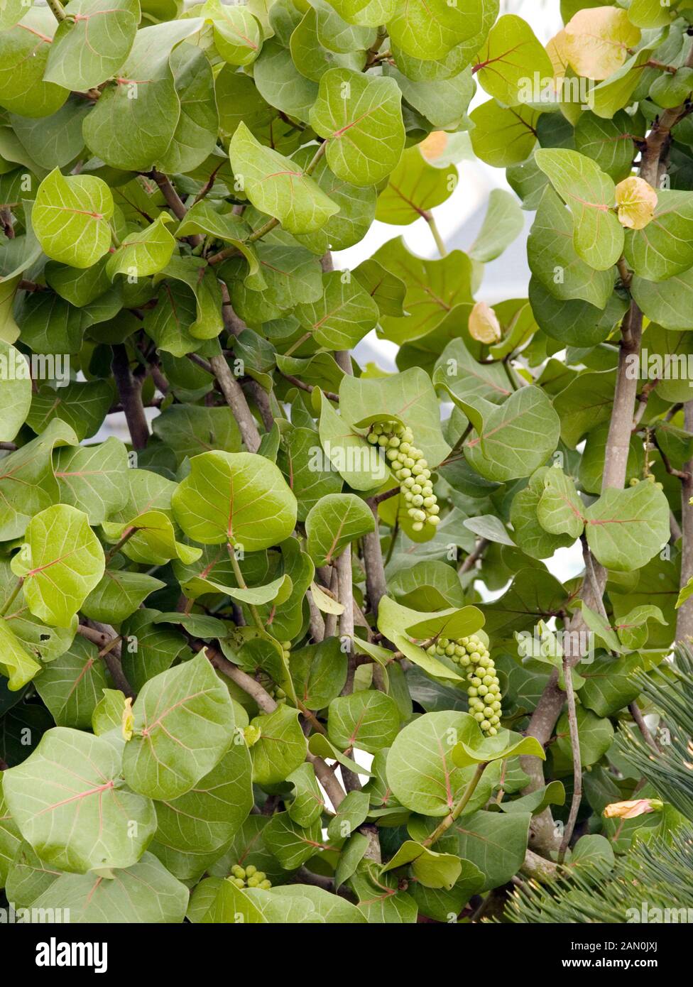 COCCOLOBA UVIFERA (SEAGRAPE Stock Photo - Alamy