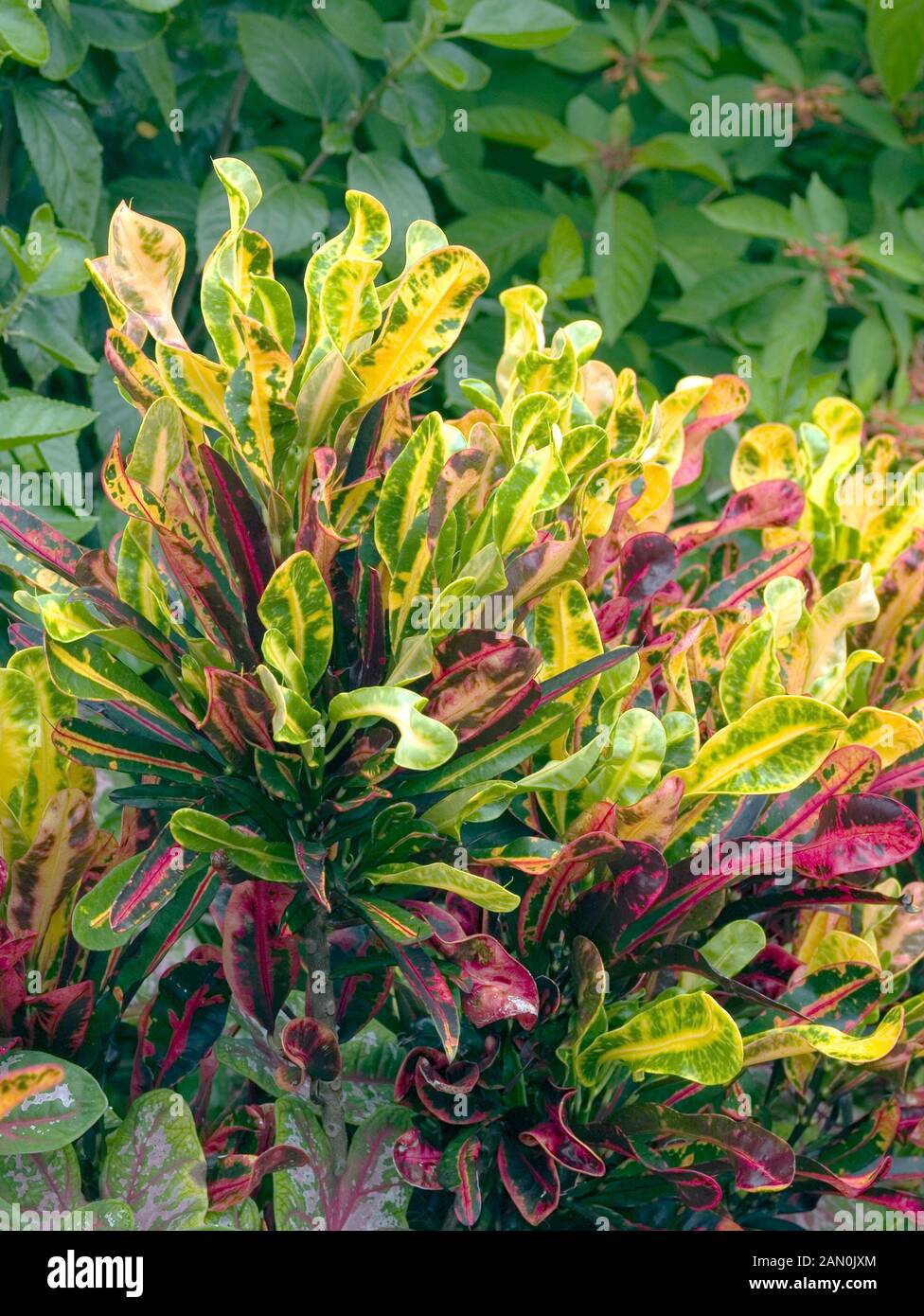 Codiaeum variegatum flower hi-res stock photography and images - Alamy