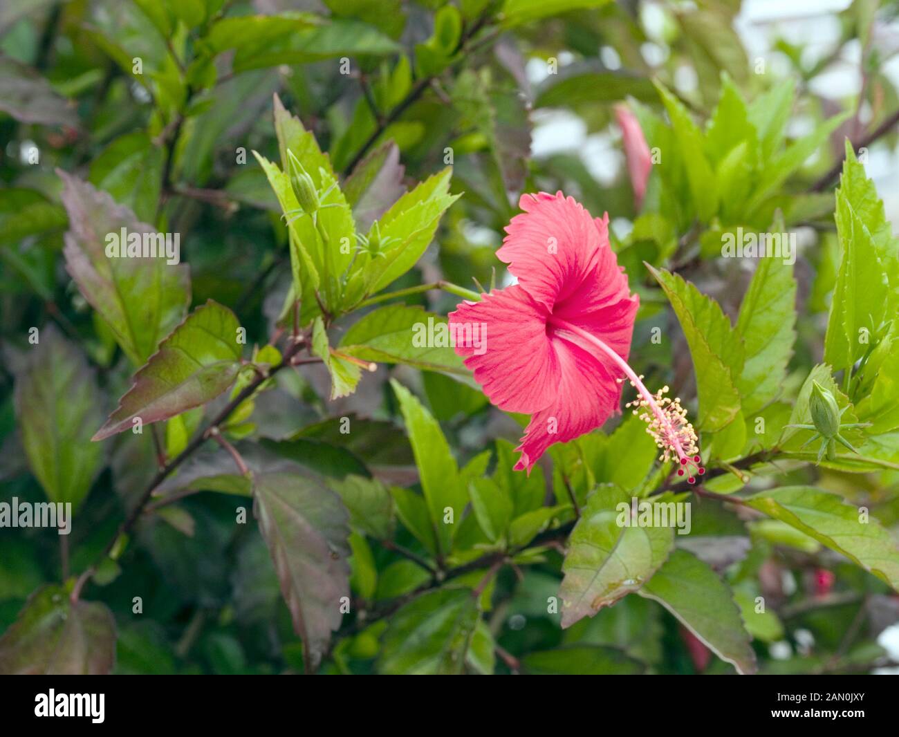 HIBISCUS ROSA SINENSIS RED Stock Photo - Alamy