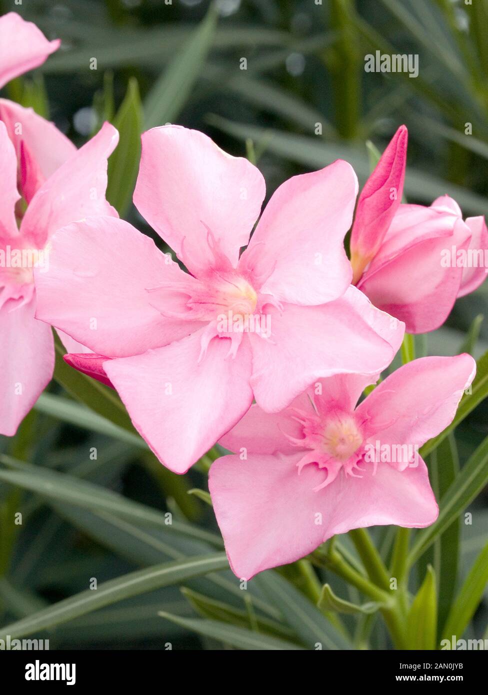 NERIUM OLEANDER PINK Stock Photo - Alamy