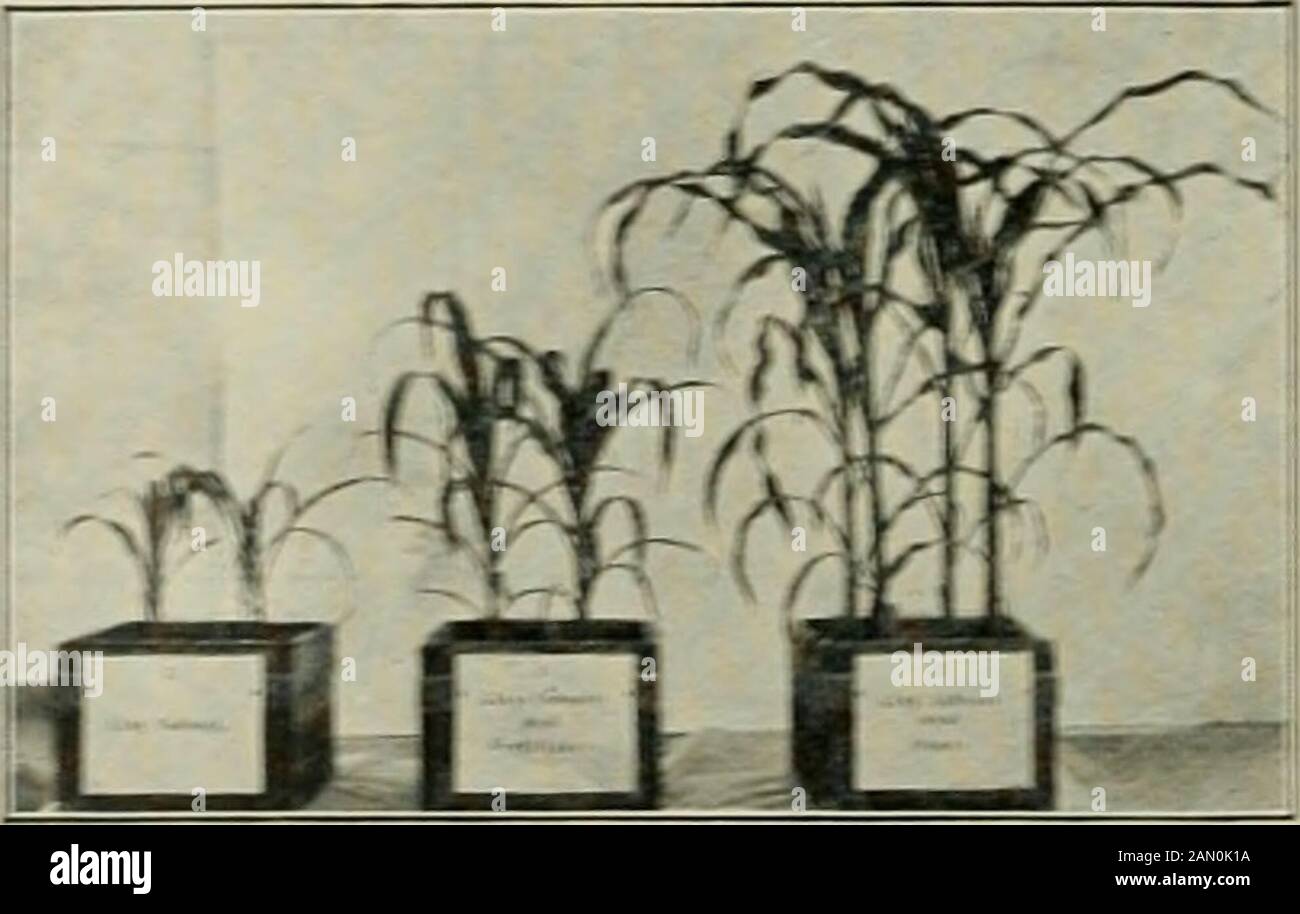 Squanto indian hi-res stock photography and images - Alamy