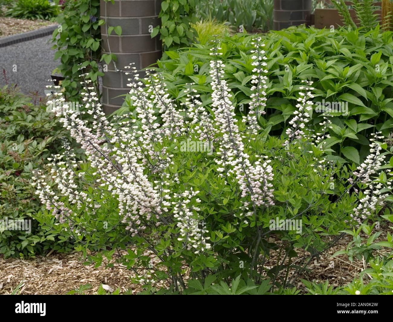 Baptisia alba hi-res stock photography and images - Alamy