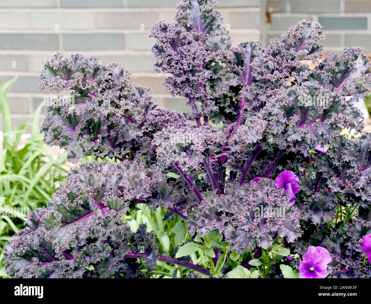 Redbor kale hi-res stock photography and images - Alamy