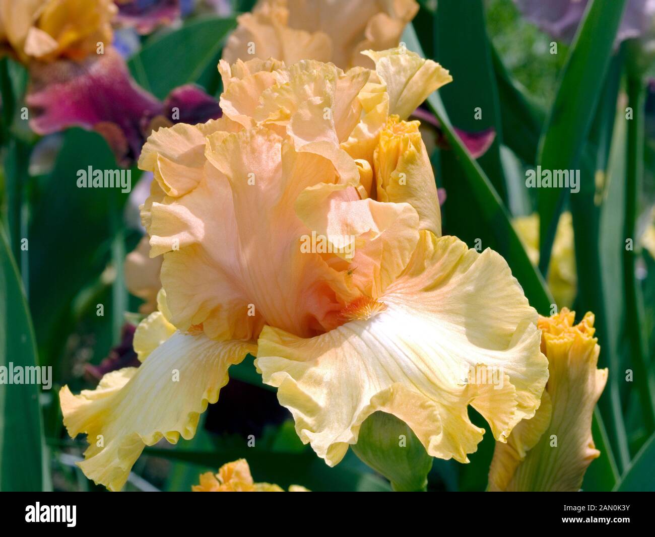 Fire iris flowers hi-res stock photography and images - Alamy