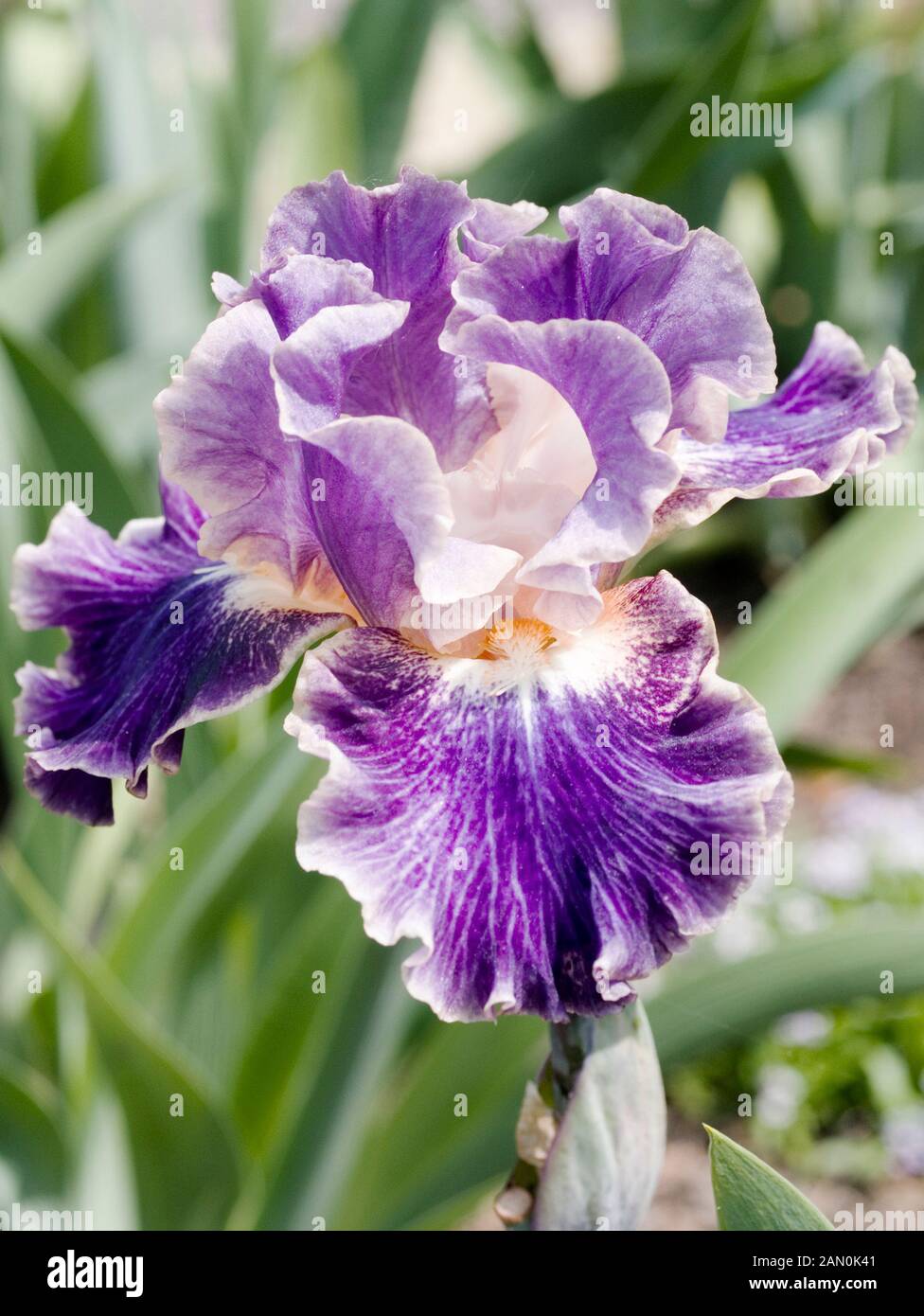 Iris prince hi-res stock photography and images - Alamy