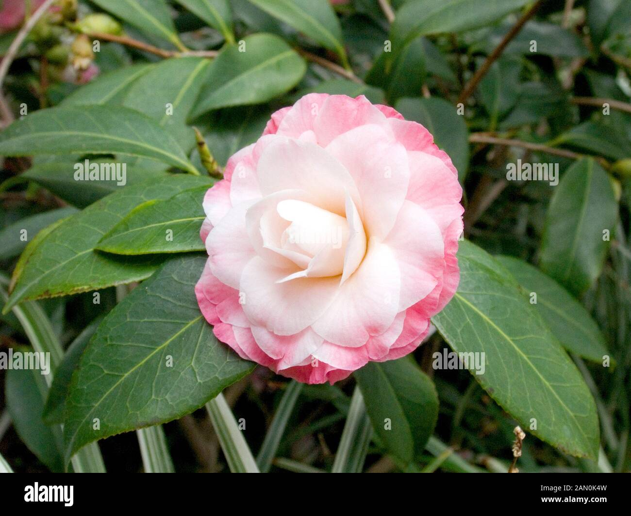 Buttons and bows hi-res stock photography and images - Alamy