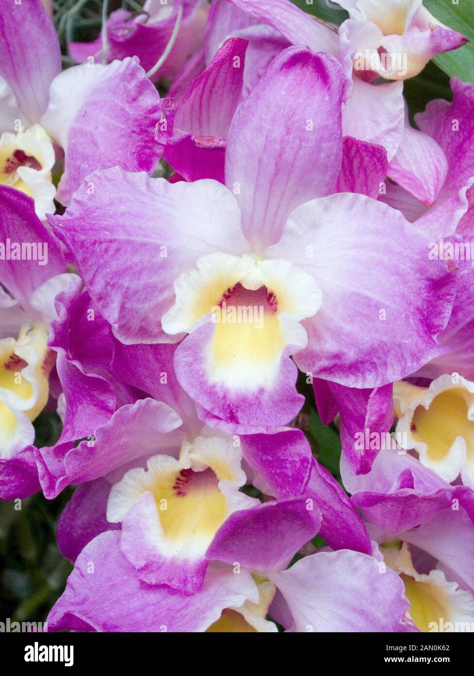 Cinderella flower hi-res stock photography and images - Alamy