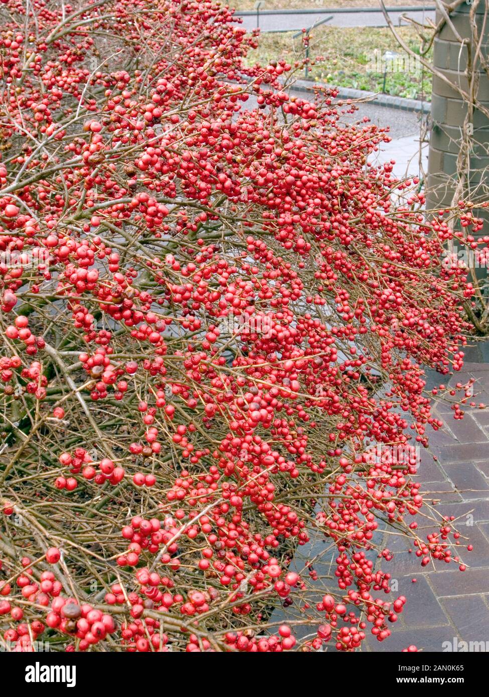 Garden sprite hi-res stock photography and images - Alamy