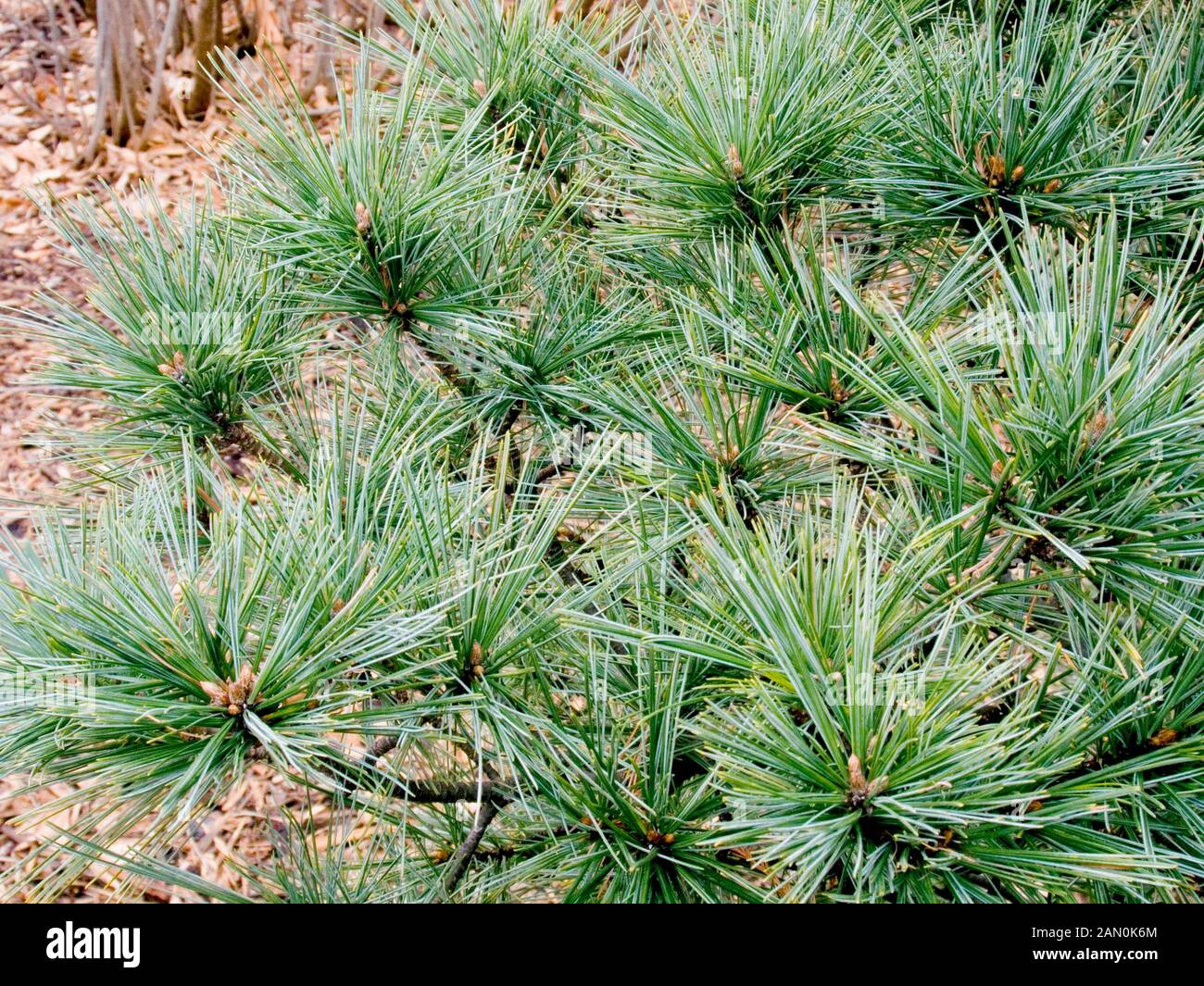 PINUS STROBUS ''MACOPIN'' (EASTERN WHITE PINE Stock Photo - Alamy