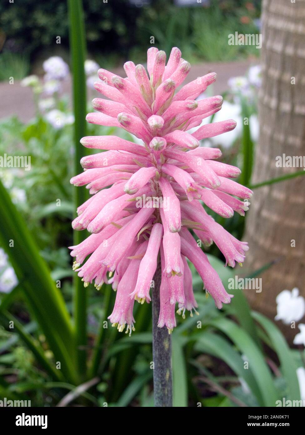 Veltheimia flower hi-res stock photography and images - Alamy