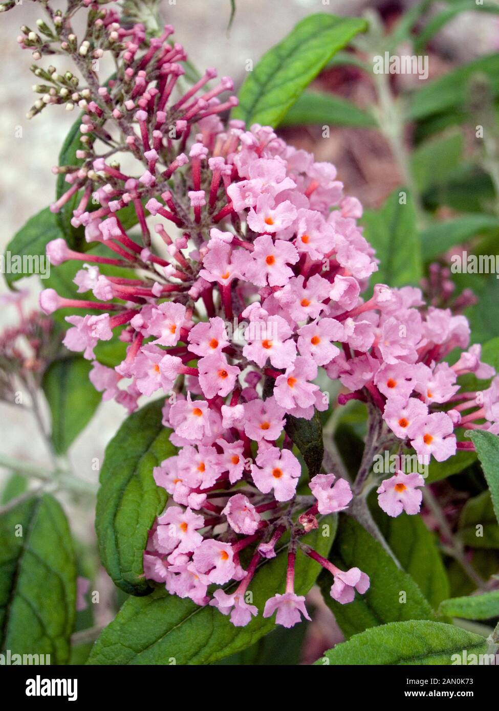 Pink delight buddleia hi-res stock photography and images - Alamy