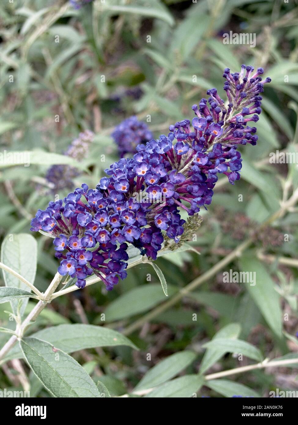 Buddleia empire blue hi-res stock photography and images - Alamy