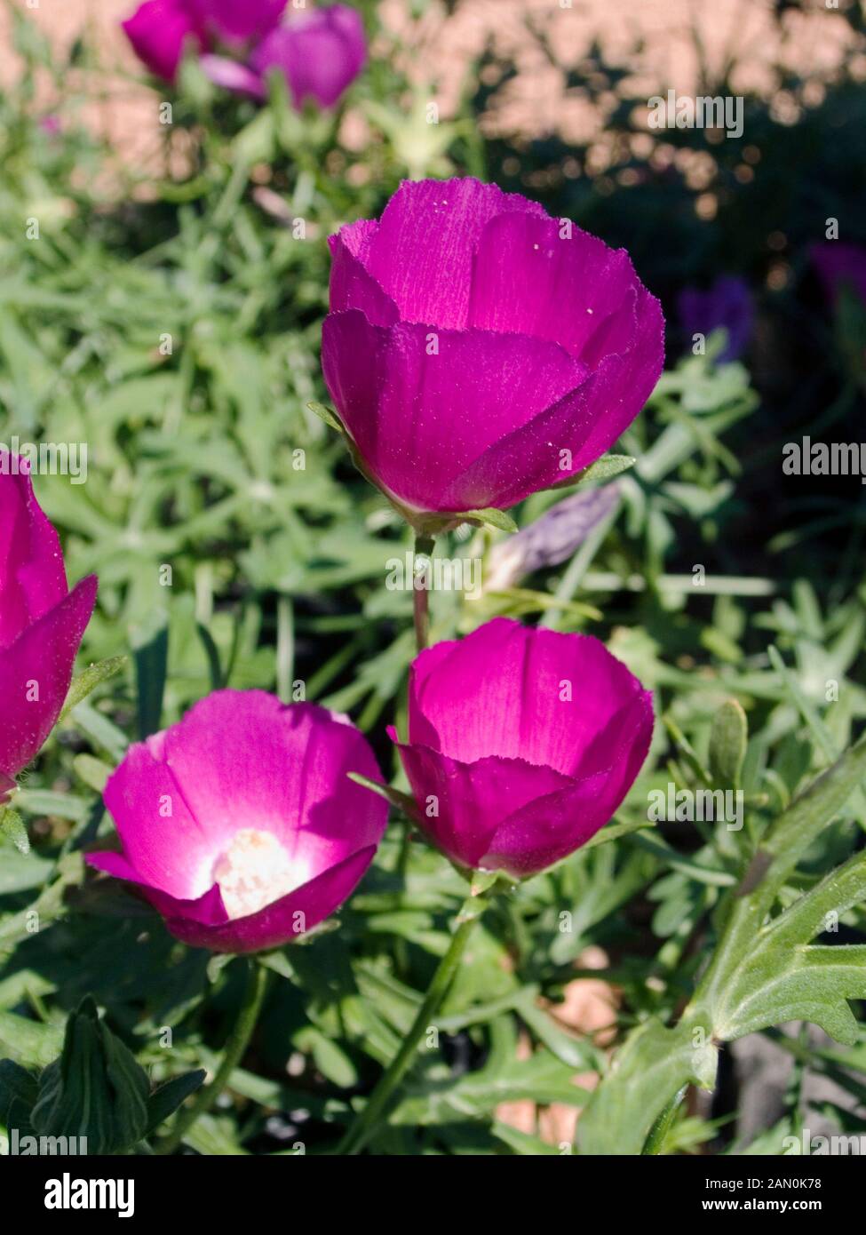 Purple Poppy Mallow Plants For Sale at Adela Coletti blog