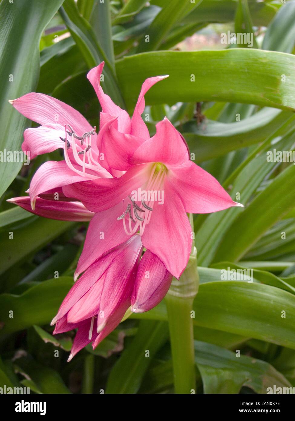 Pink crinum hi-res stock photography and images - Alamy