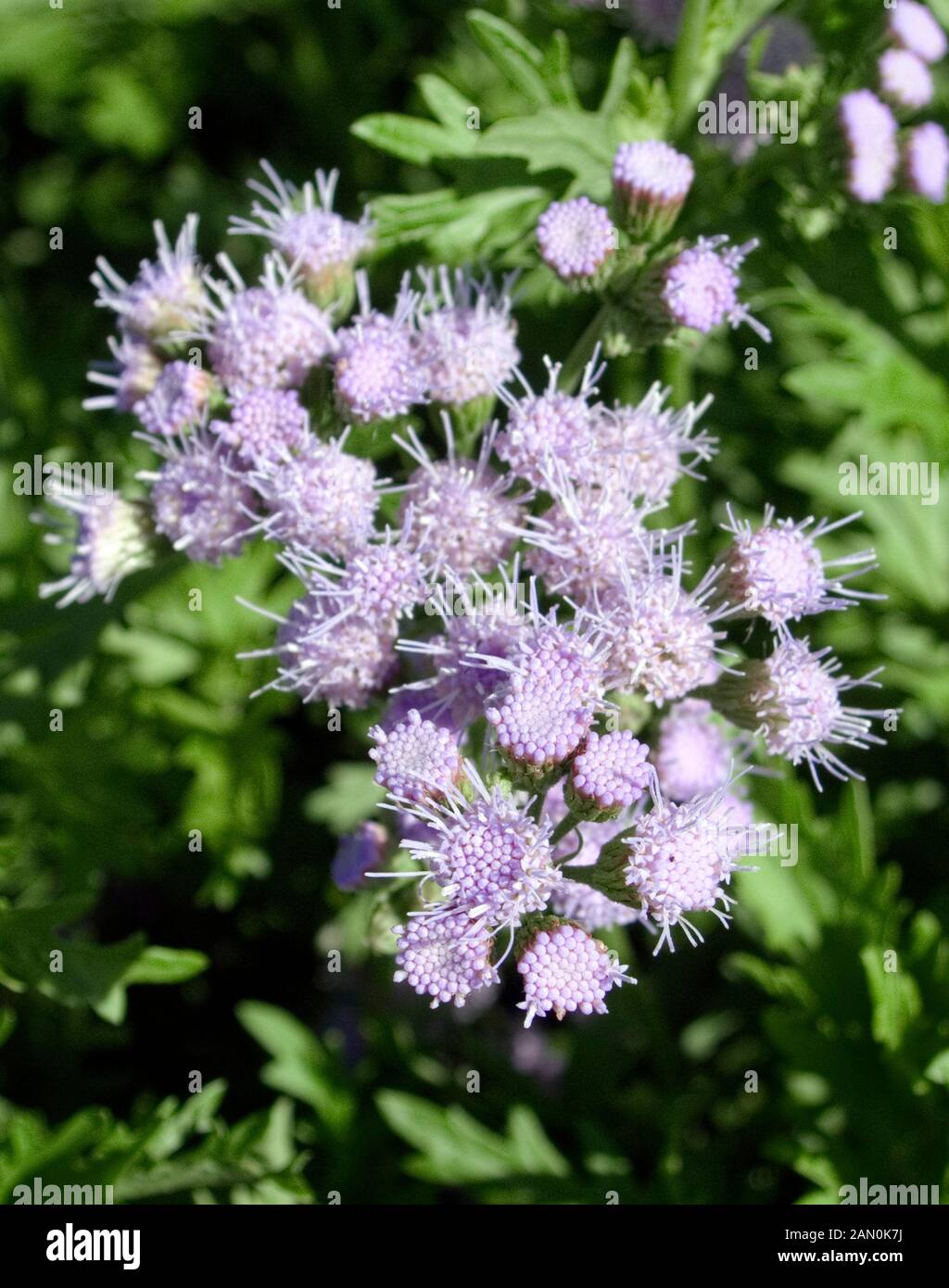 Eupatorium coelestinum mist flower hi-res stock photography and images ...