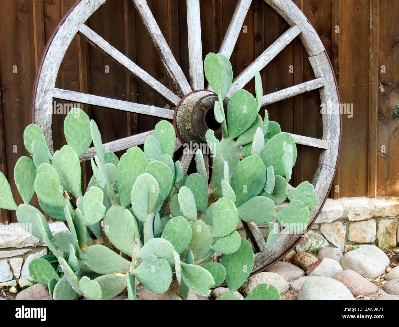 OPUNTIA FICUS INDICA (PRICKLY PEAR Stock Photo - Alamy