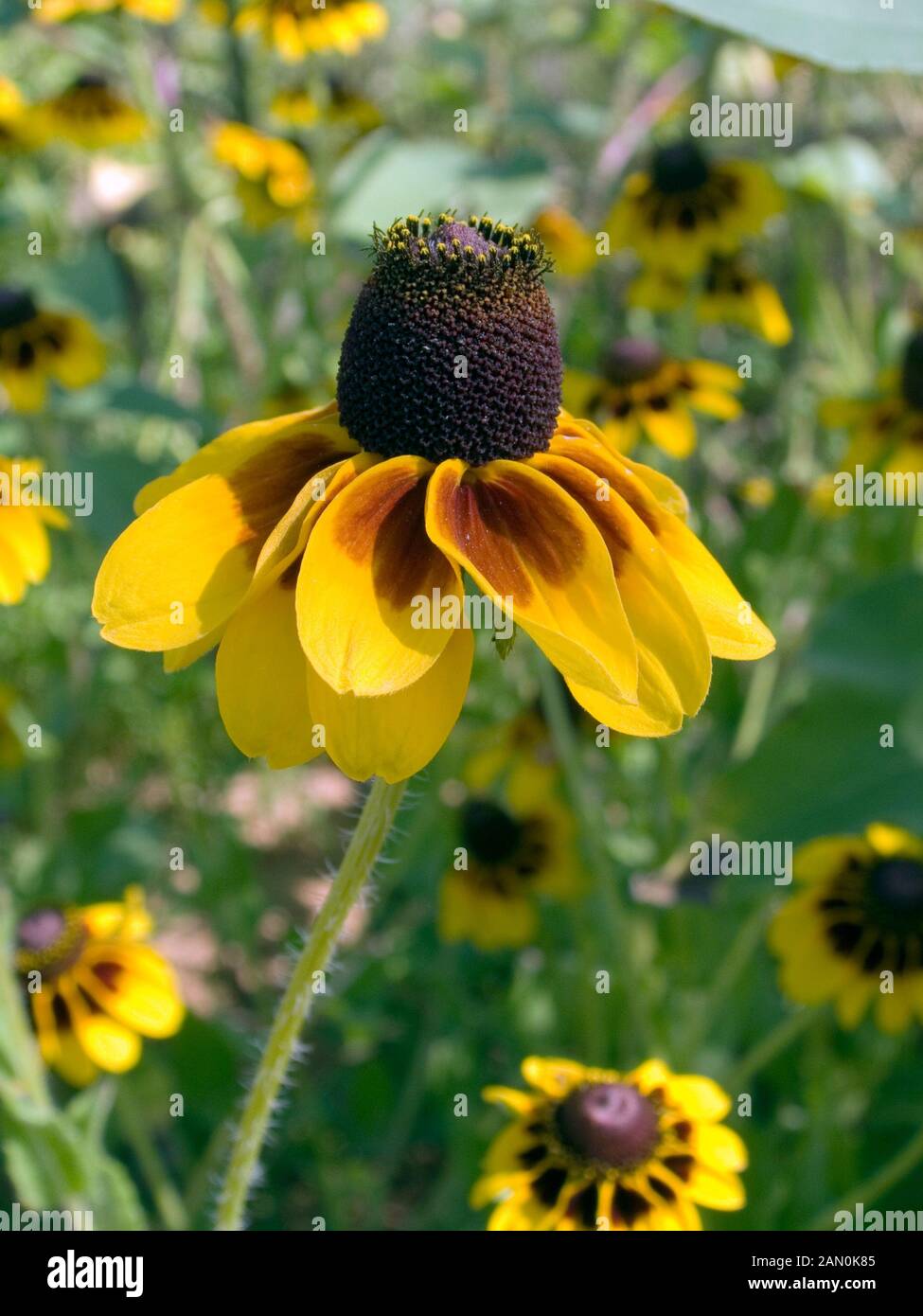 Ratibida columnaris hi-res stock photography and images - Alamy