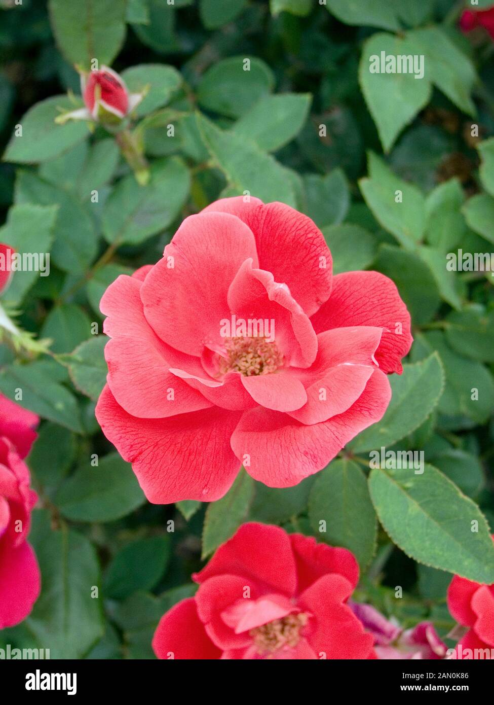 Knock out rose hi-res stock photography and images - Alamy