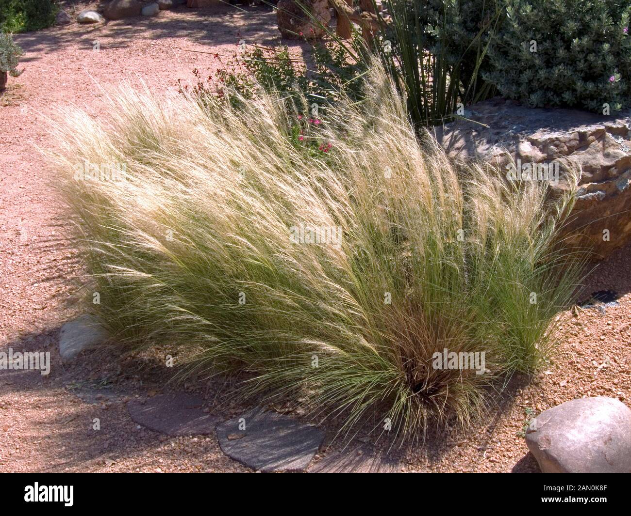 Nasella hi-res stock photography and images - Alamy