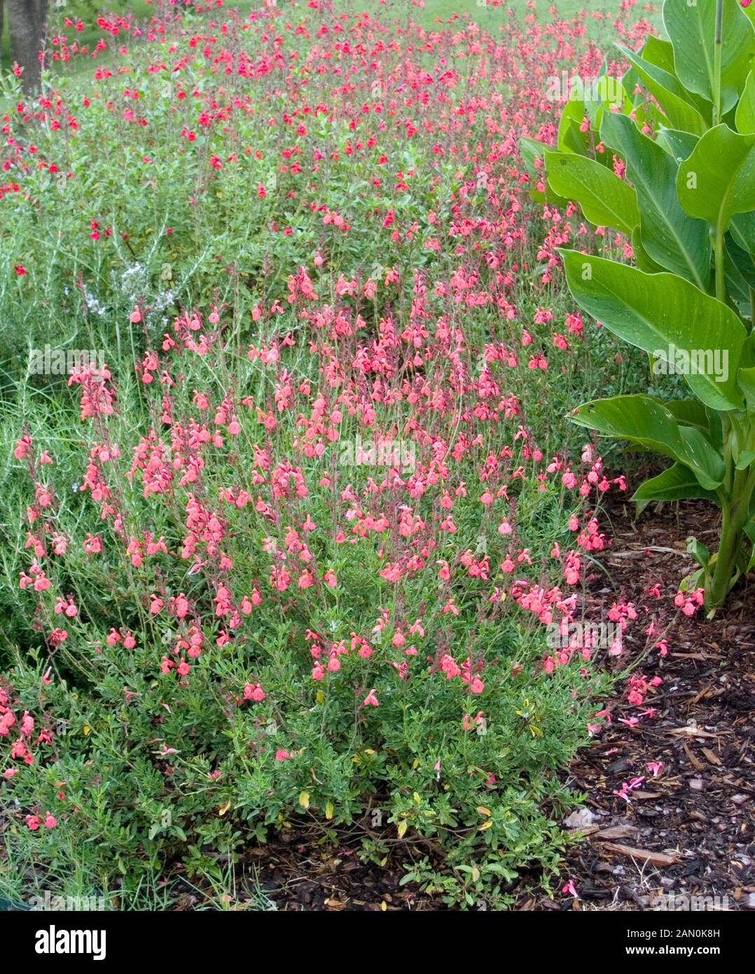 Salvia Greggii Rose Pink