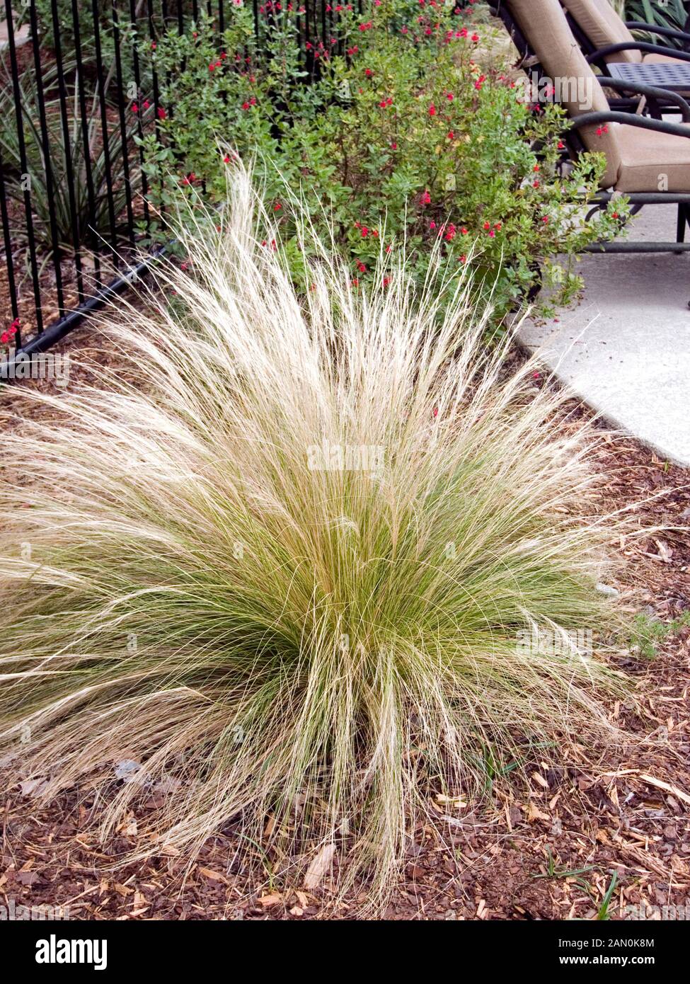 Stipa tenuissima hi-res stock photography and images - Alamy
