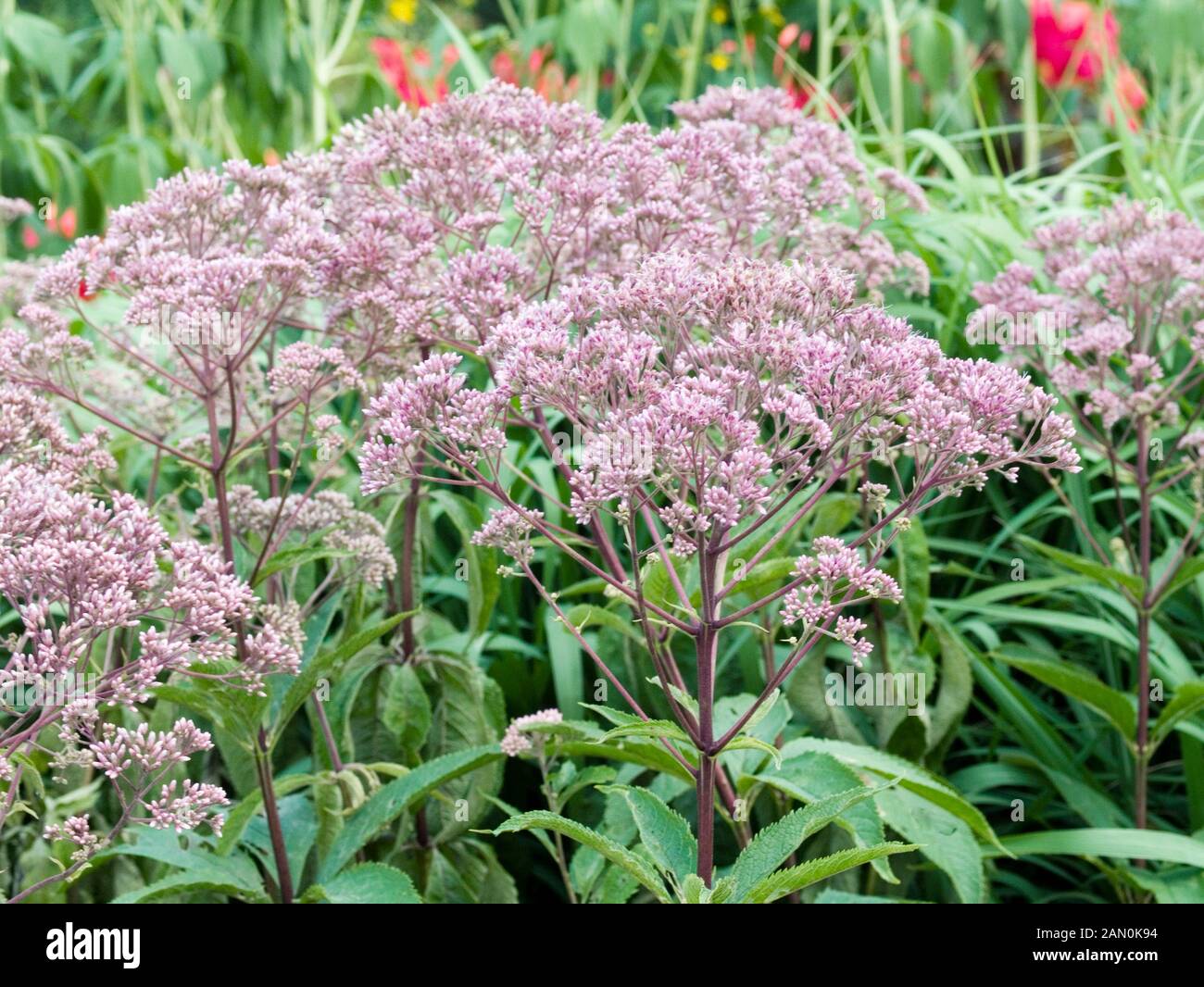 Eupatorium purpureum hi-res stock photography and images - Alamy
