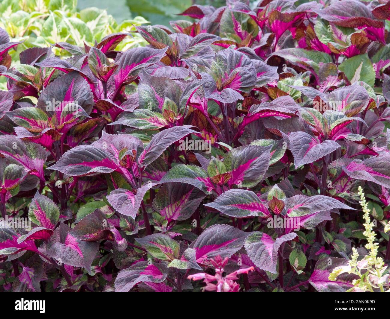 Perilla purple hi-res stock photography and images - Alamy