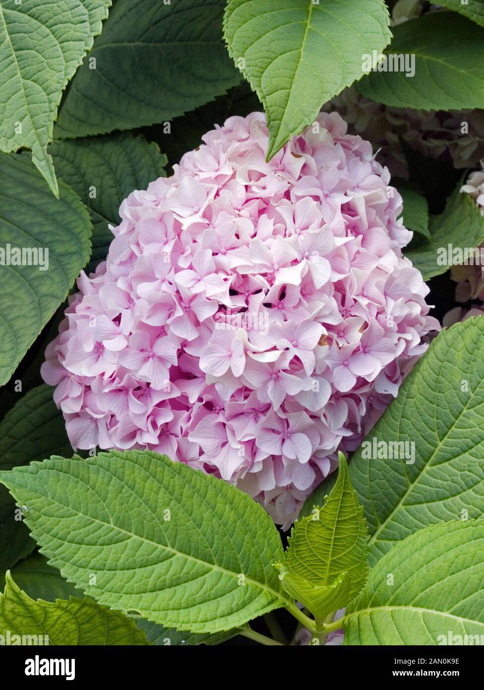 HYDRANGEA MACROPHYLLA PINK Stock Photo - Alamy