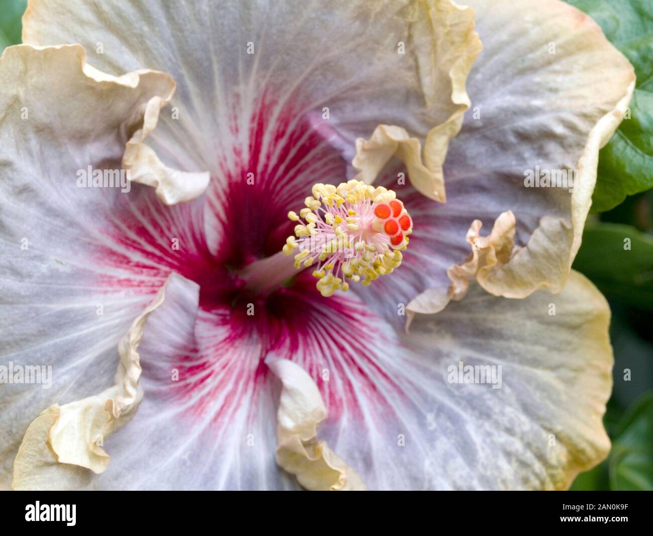HIBISCUS ROSA SINENSIS ''GATOR PRIDE'' Stock Photo - Alamy