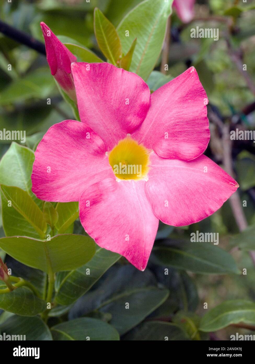 Alice dupont hi-res stock photography and images - Alamy